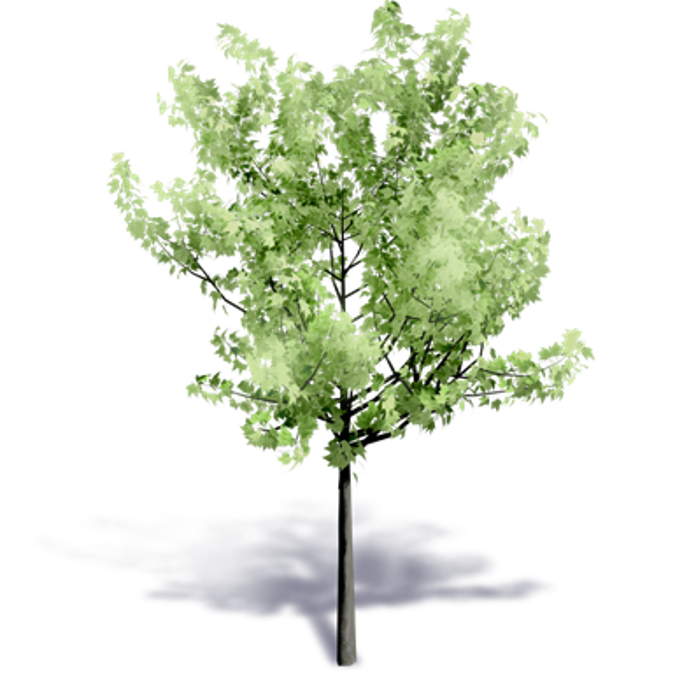 BIM objects - Free download! Generic Summer Tree 1 | BIMobject