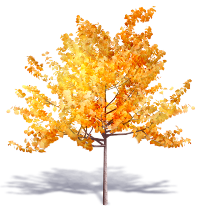 BIM objects - Free download! Generic Autumn Tree 3 | BIMobject