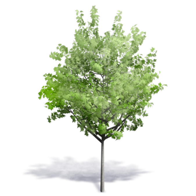 BIM objects - Free download! Generic Summer Tree 7 | BIMobject