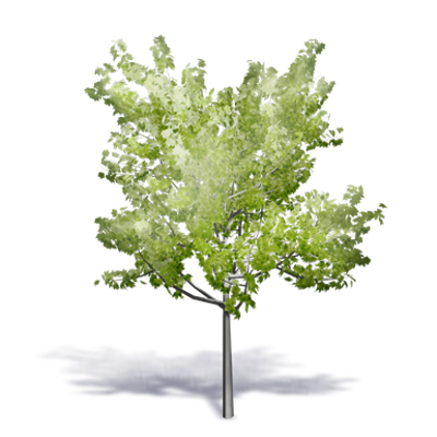 BIM objects - Free download! Landscaping - Trees | BIMobject
