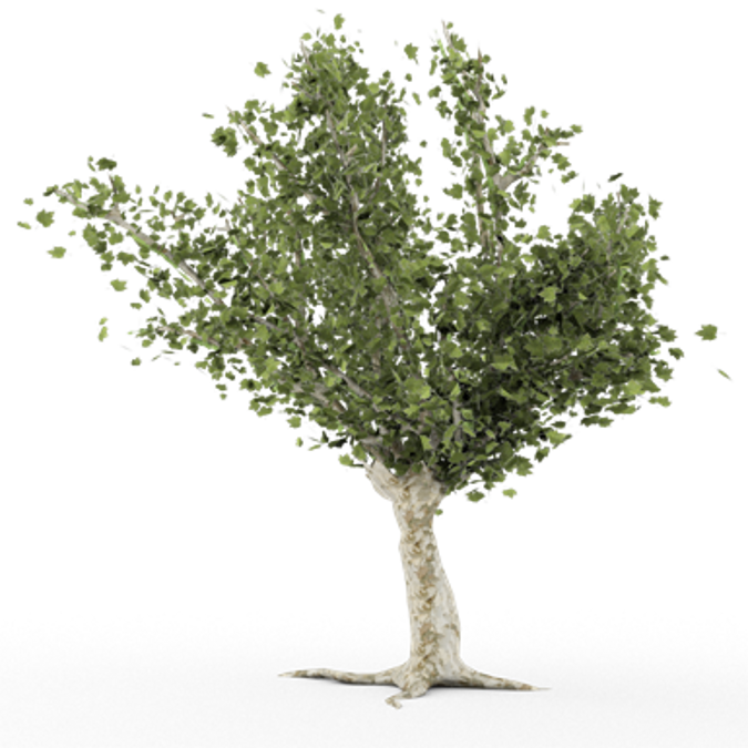 BIM objects - Free download! Plane tree tree | BIMobject