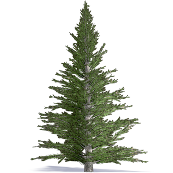 BIM objects - Free download! Nordmann Fir | BIMobject