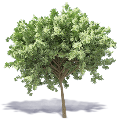 BIM objects - Free download! Trees - Urban | BIMobject