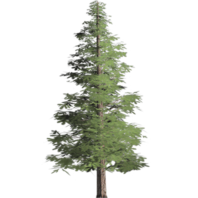 BIM objects - Free download! Spanish Fir | BIMobject