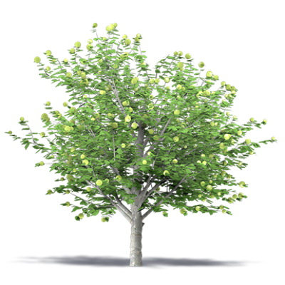 BIM objects - Free download! trees plants shrubs | BIMobject