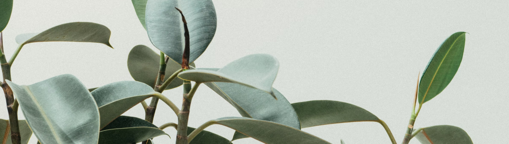 BIM objects - Free download! Plants | BIMobject